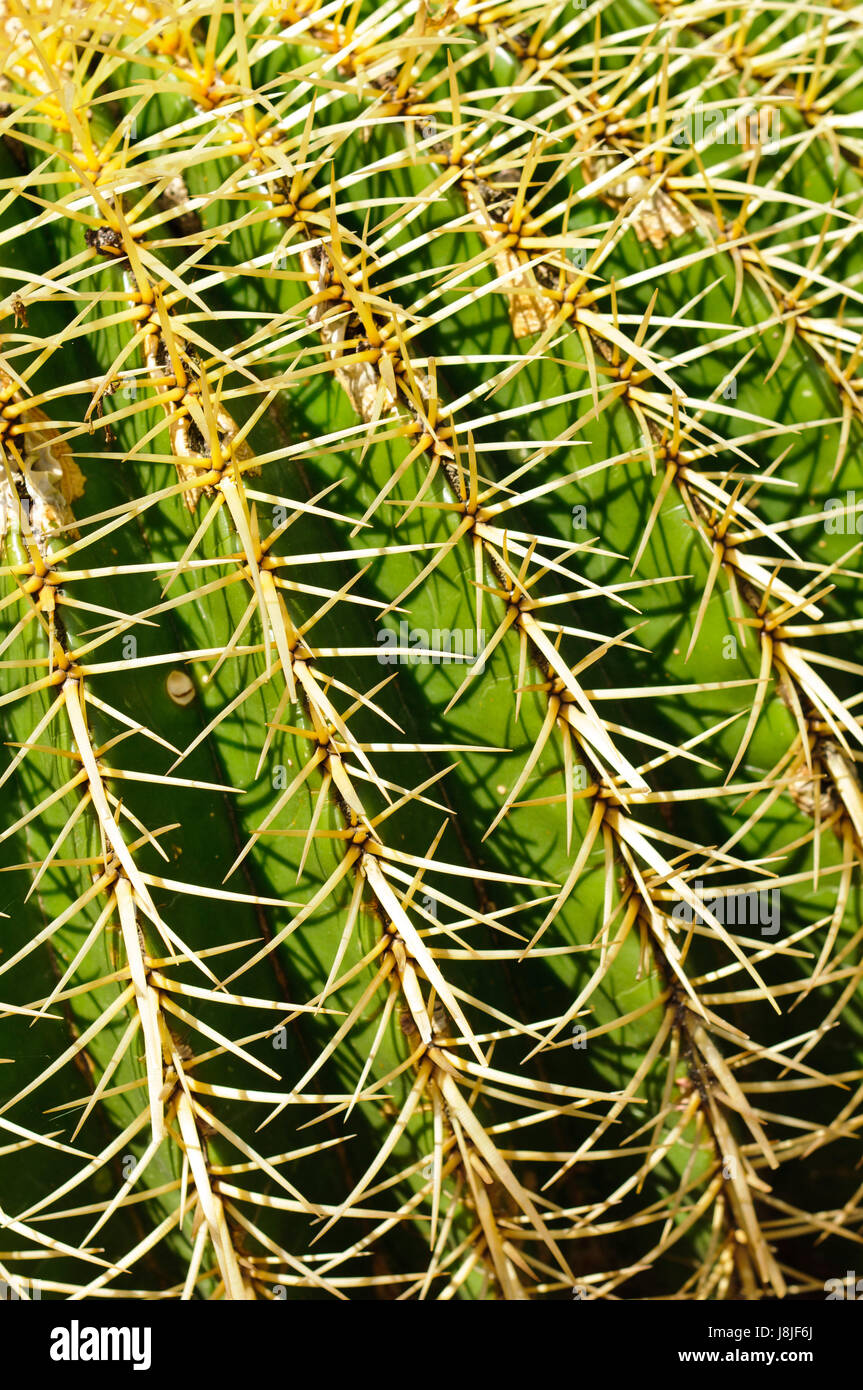 cacti, cactus, needle, thorn, barrel, close, detail, closeup, garden ...