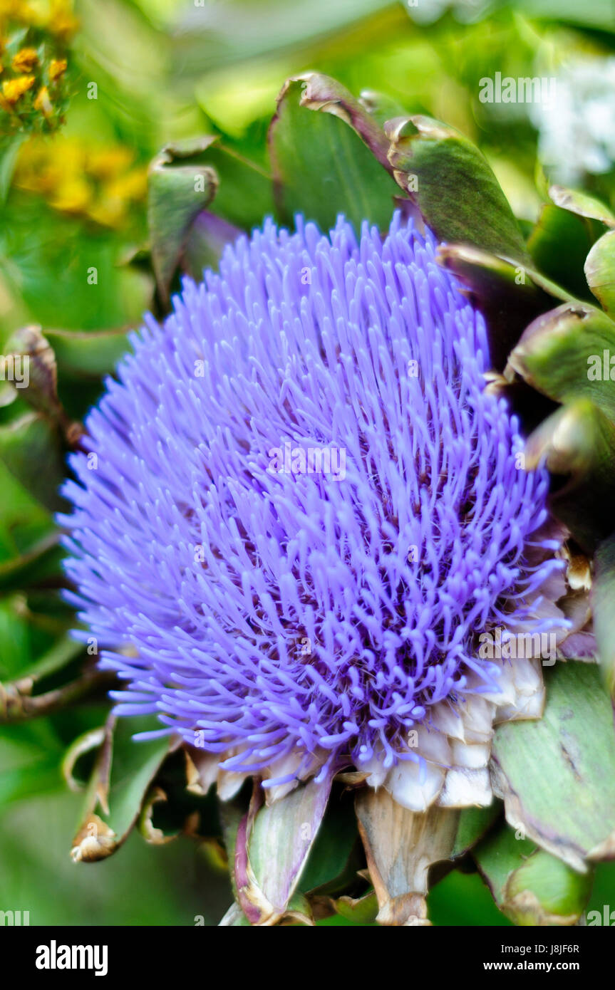 Blue corolla hi-res stock photography and images - Alamy