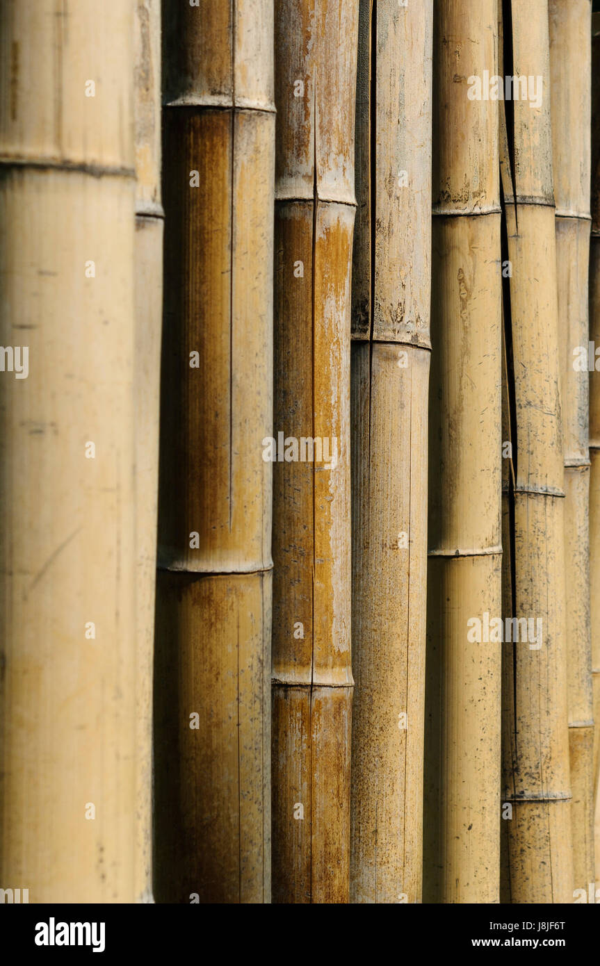 wood, beam, wall, bamboo, bark, zen, backdrop, background, colour, tree ...