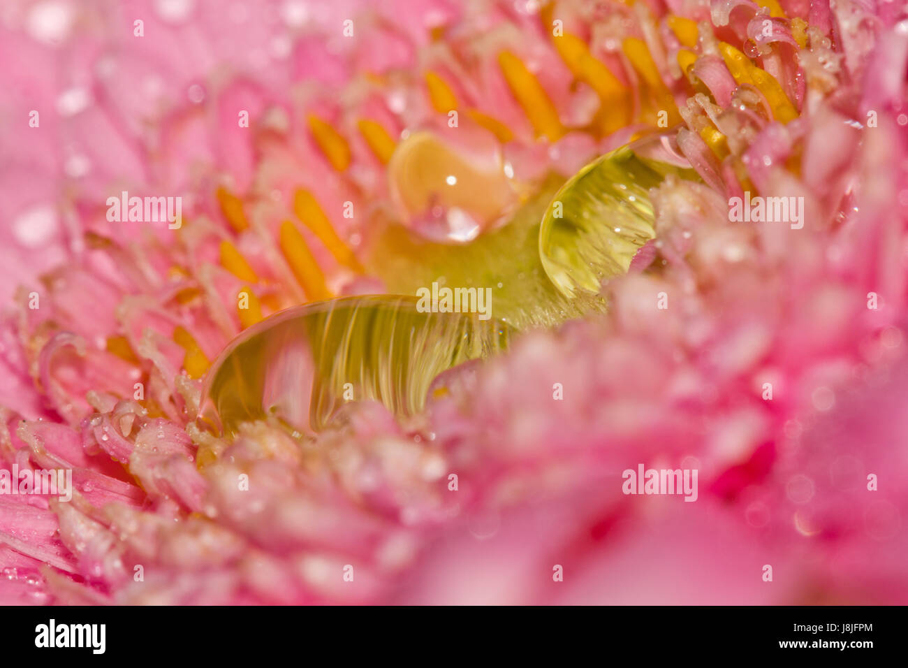 flower, plant, bloom, blossom, flourish, flourishing, wet, moist, water ...