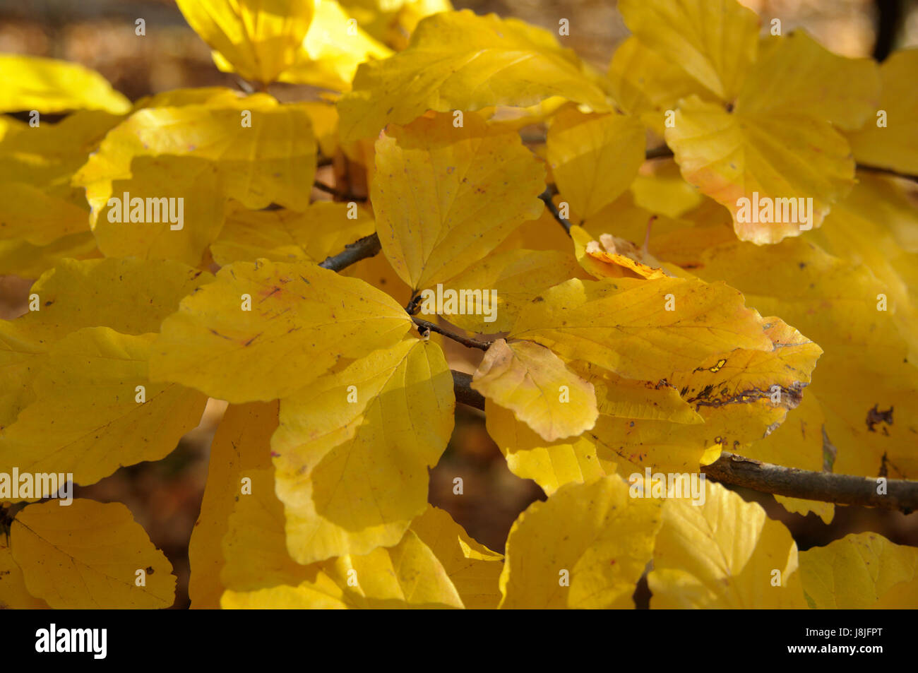 leaf, tree, autumnal, yellow, plant, fall, autumn, environment ...