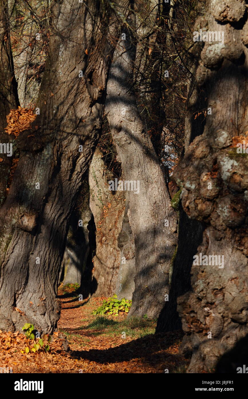 tree, ailing, bark, avenue, rotten, path, way, leaves, foliage, leaf ...