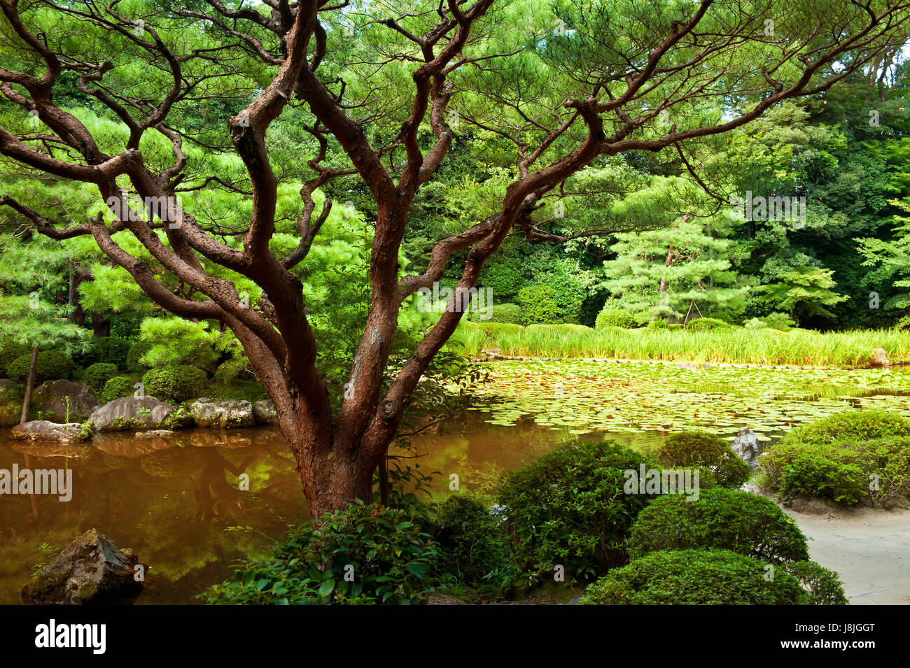 park, garden, japanese, japan, landscape, scenery, countryside, nature ...