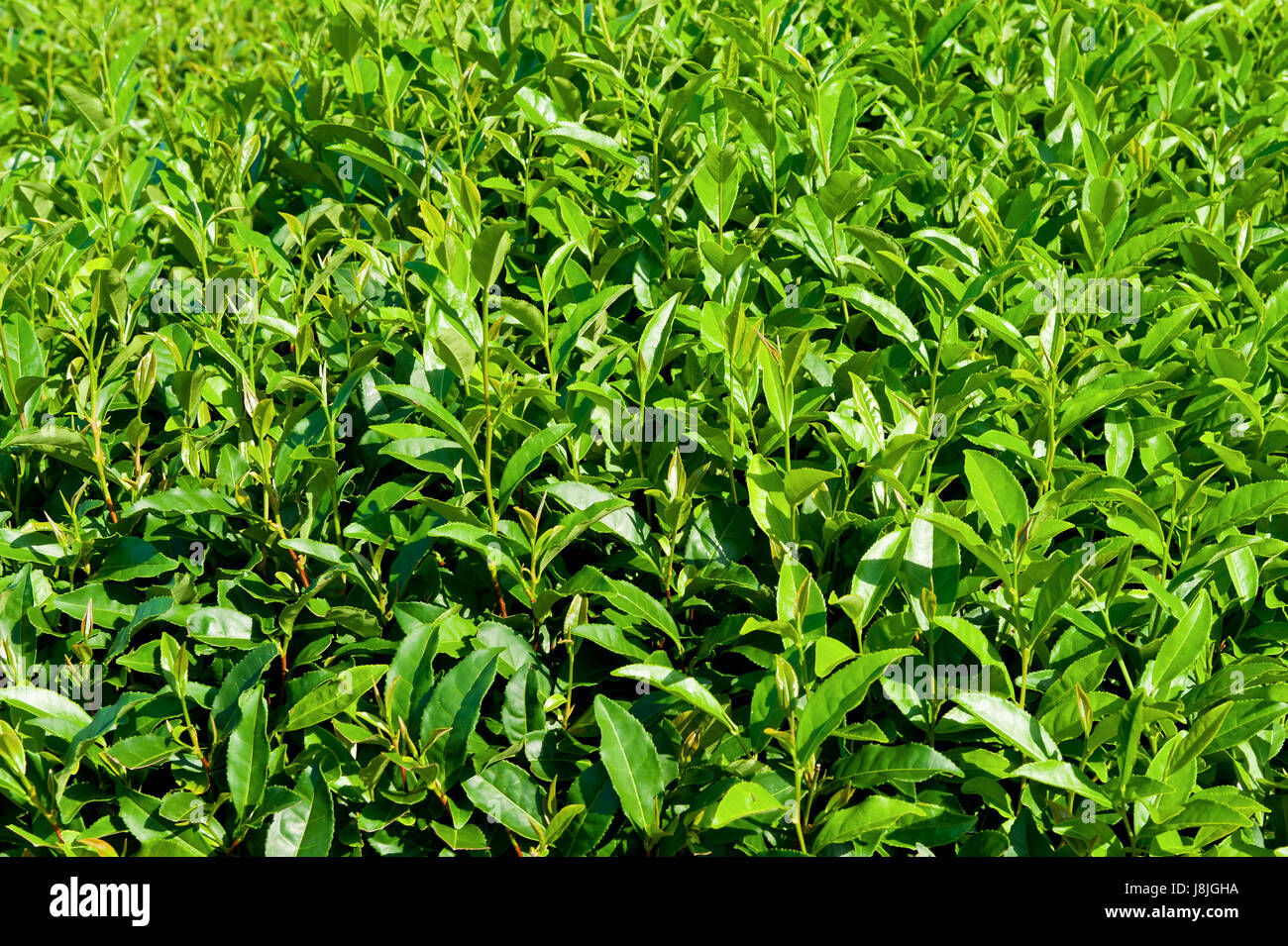 tea, leaves, backdrop, background, foliage, tea, leaf, detail, drink ...