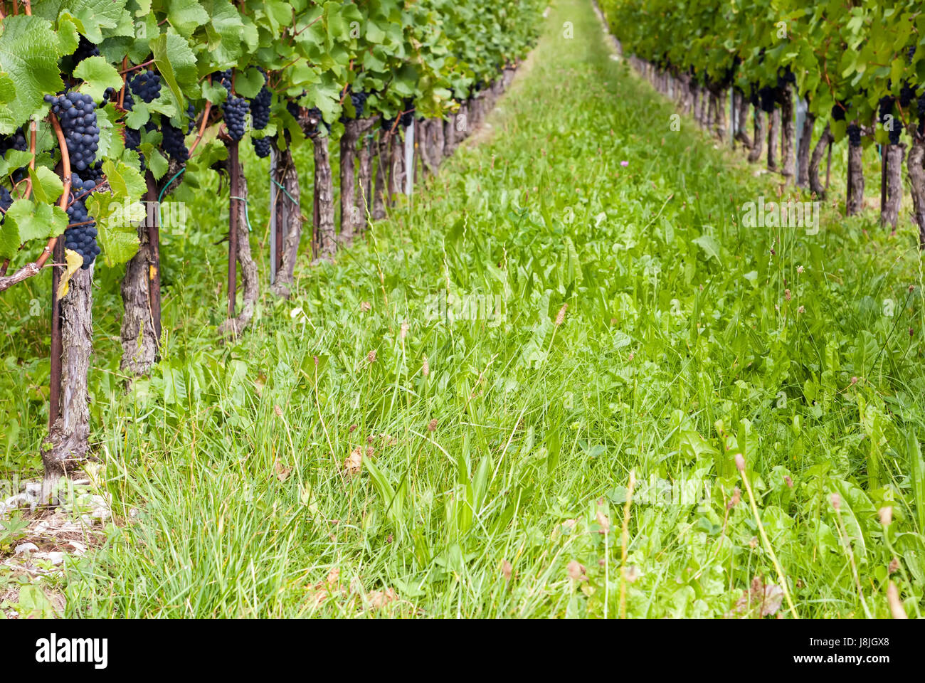 agriculture, farming, cultivation, berry, climate, cute, vine, grape ...