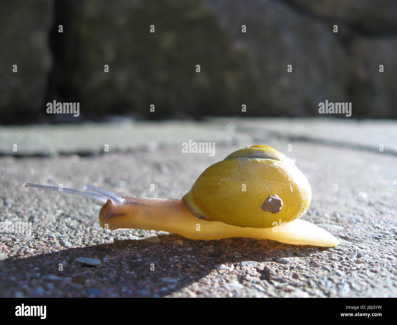 house, building, shell, spiral, snail, escargots, snail shell ...