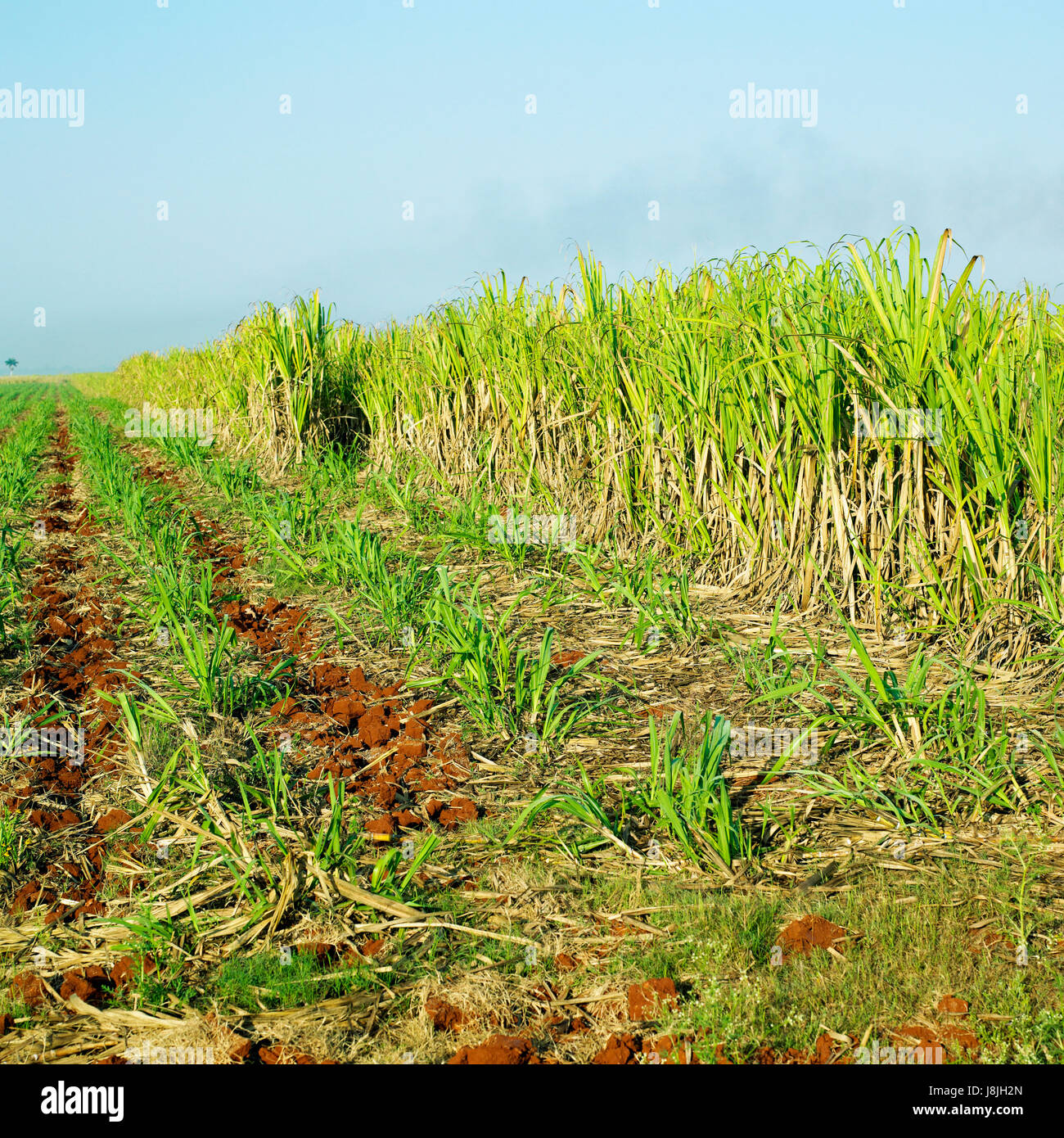 cuba, nature, leaf, leaves, agriculture, farming, field, flora, botany ...
