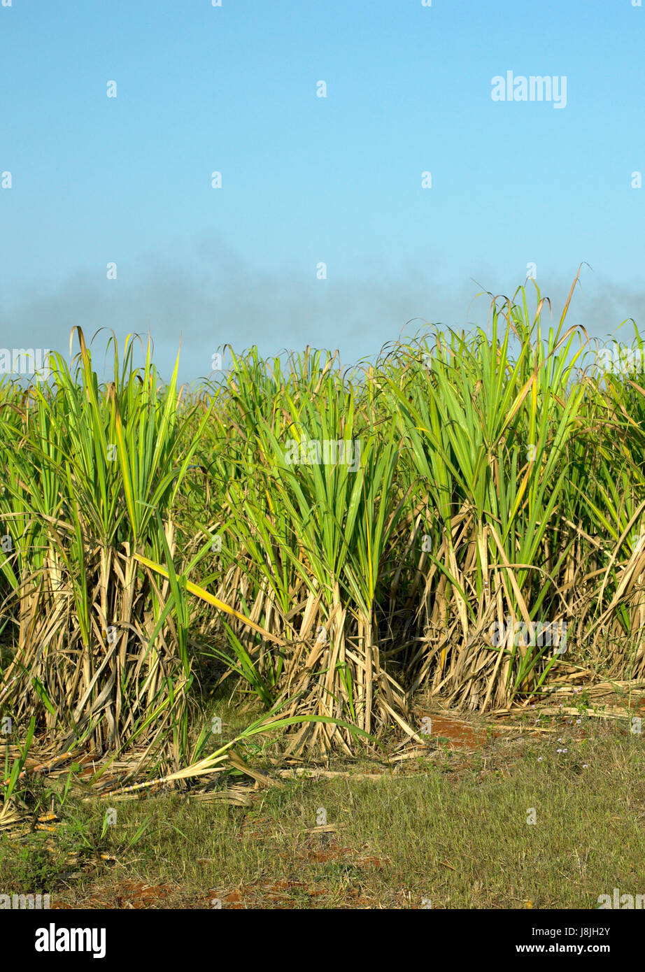 cuba, nature, leaf, leaves, agriculture, farming, field, flora, botany ...