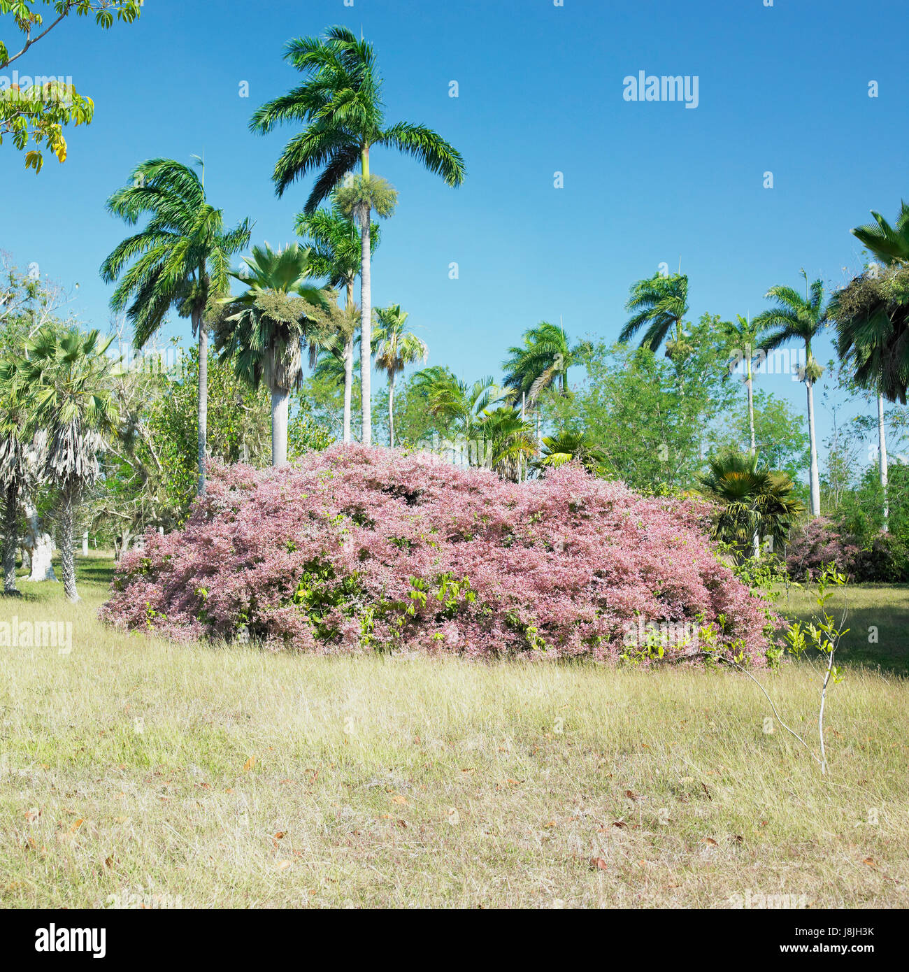 cuba, nature, travel, tree, trees, garden, flora, botany, bushes ...