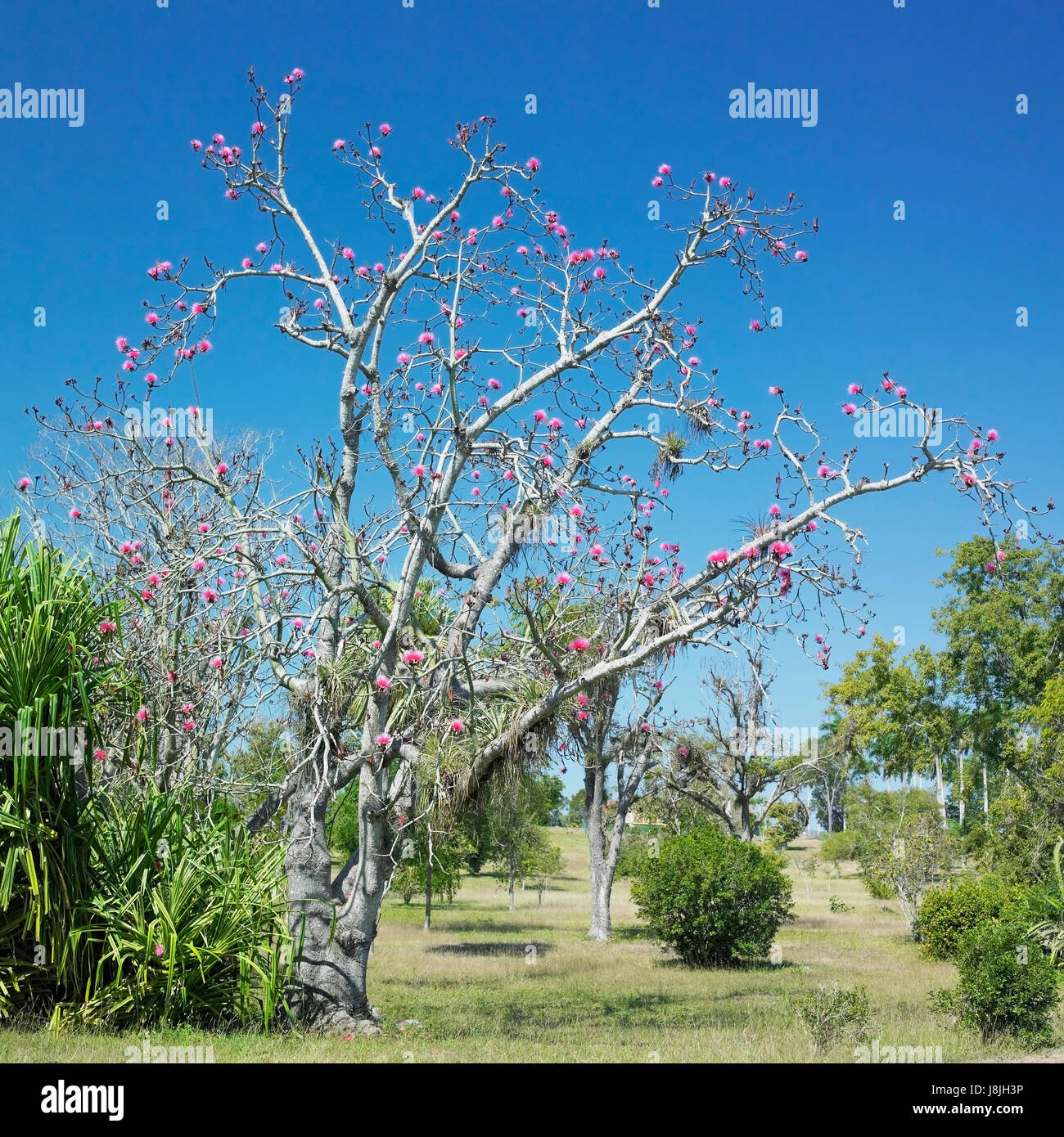 cuba, nature, travel, tree, trees, flora, botany, america, central ...