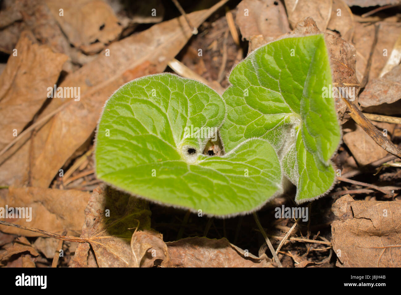 Wild Ginger Leaves Stock Photo - Alamy