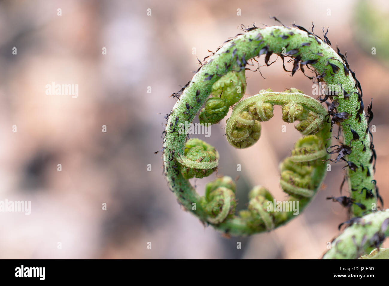 Closeup of Lady Fern Fiddlehead Stock Photo - Alamy