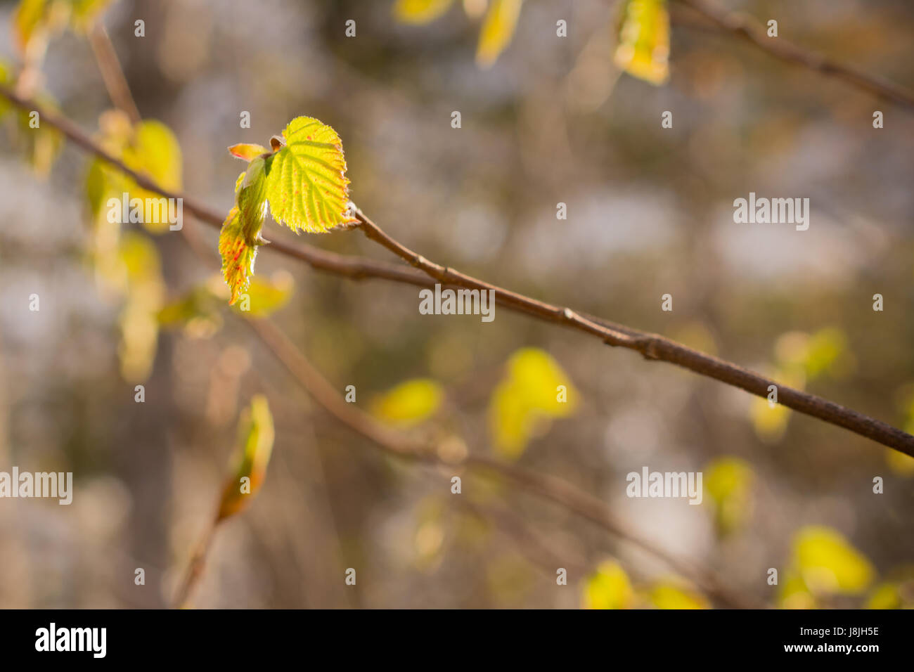 Corylus cornuta hi-res stock photography and images - Alamy