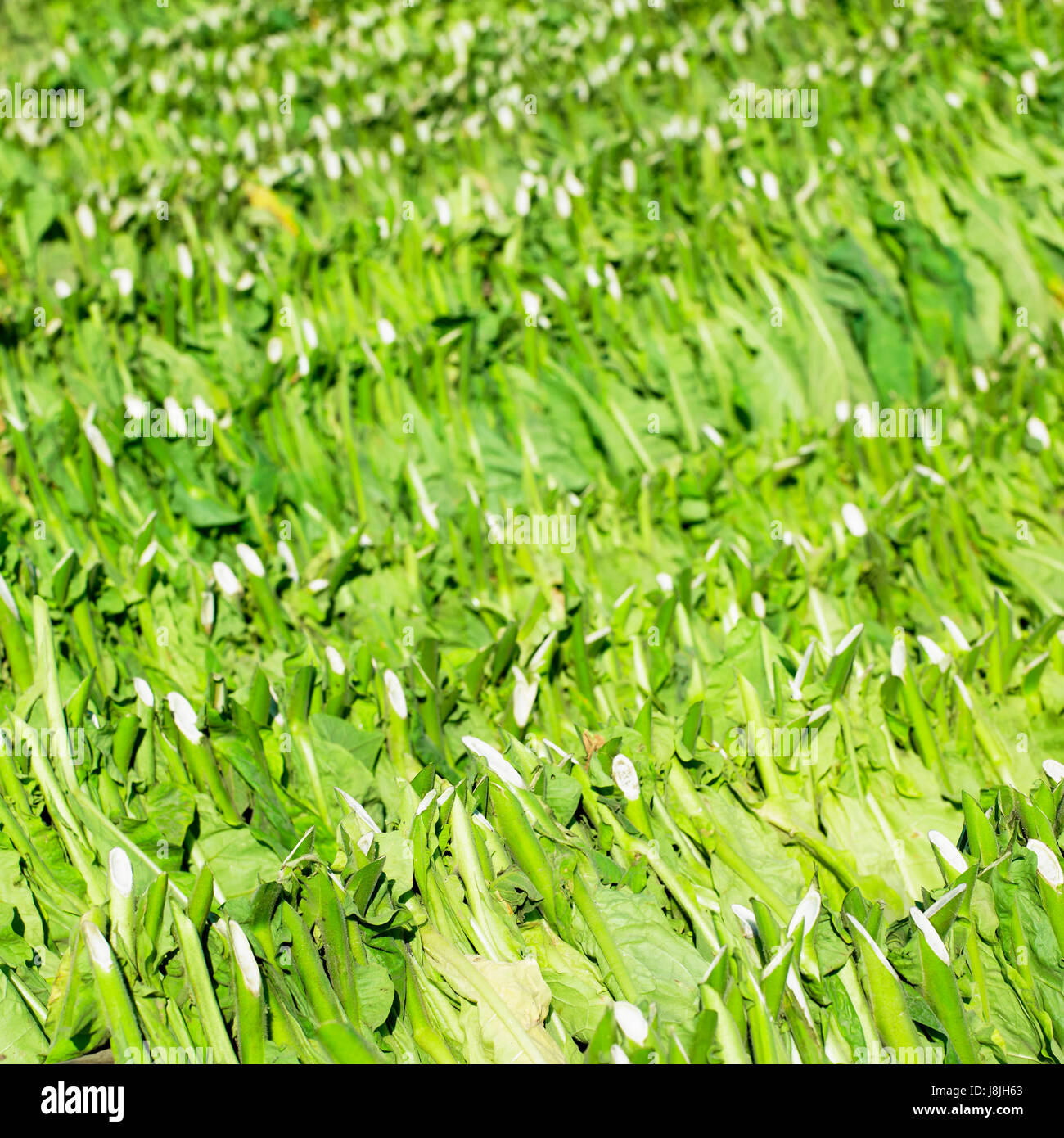 cuba, nature, leaf, leaves, agriculture, farming, field, harvest ...
