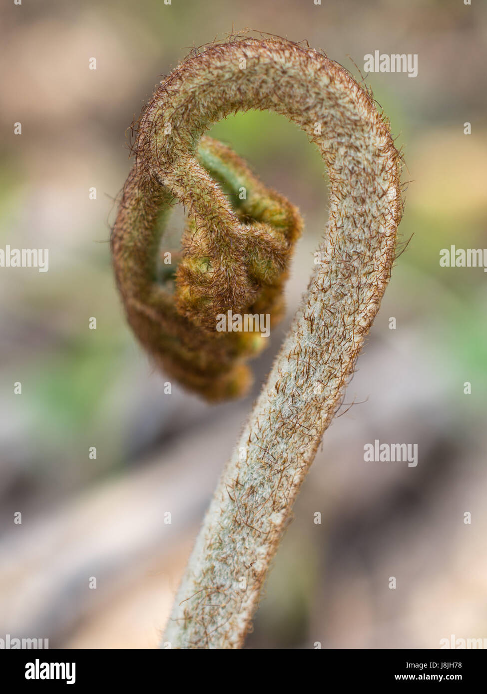 Bracken Fiddlehead in Spring Stock Photo - Alamy
