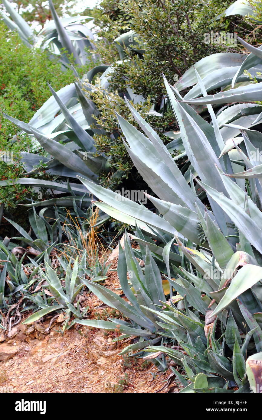 Agave parrasana hi-res stock photography and images - Alamy