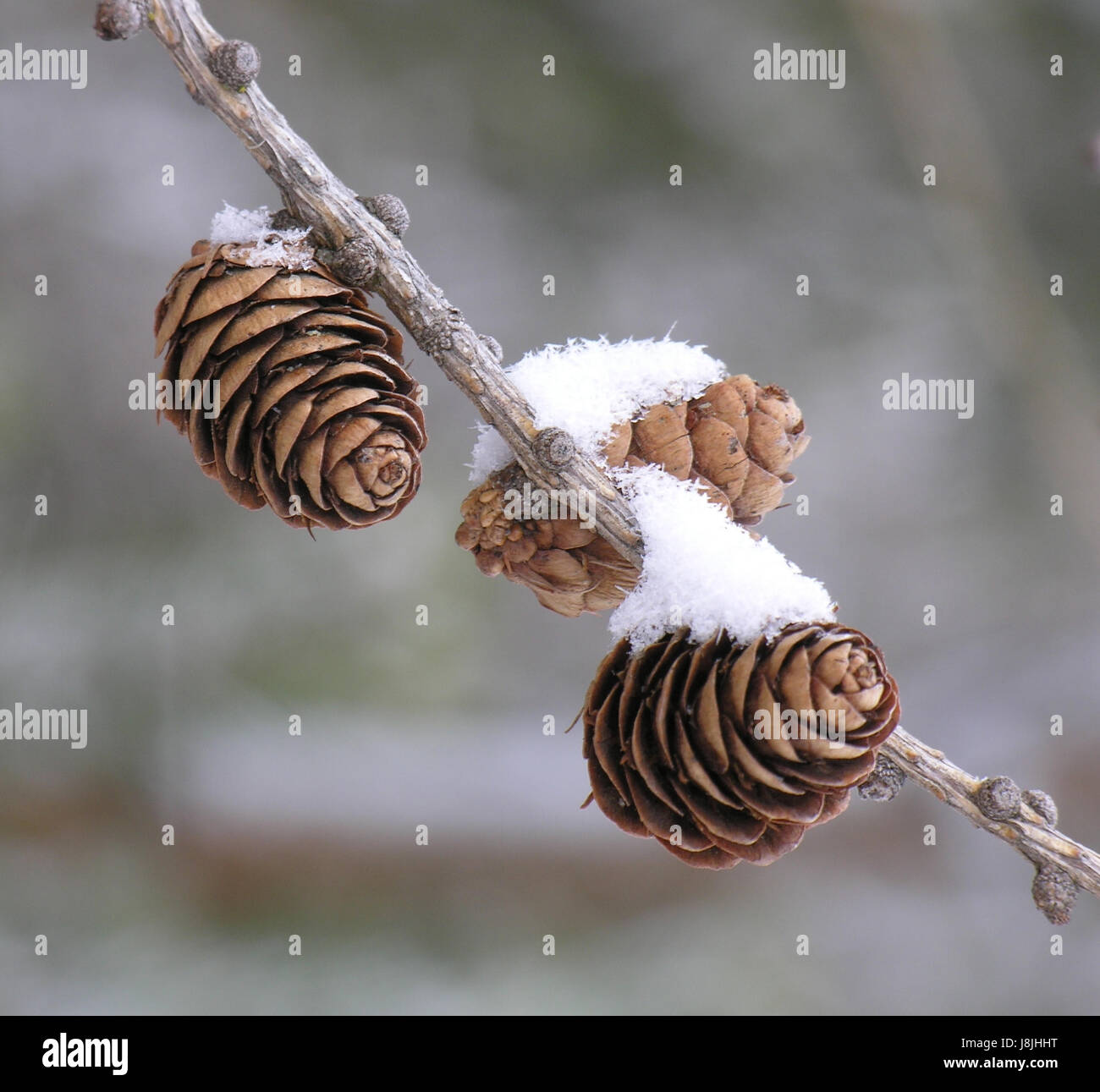 Lerchenzapfen hi-res stock photography and images - Alamy