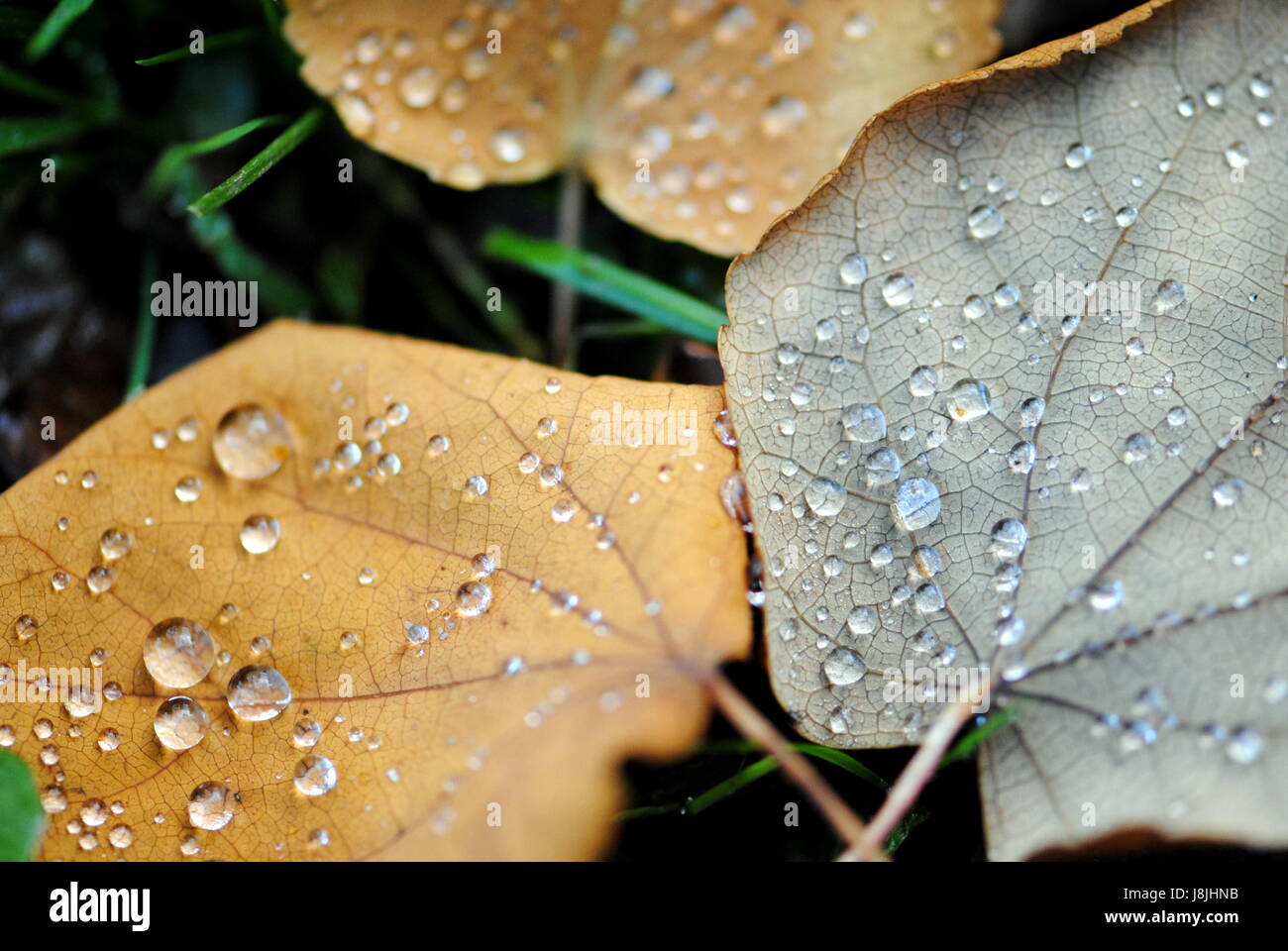 dewdrop, water drop, waterdrop, water, drop, drip, drops, seeping ...