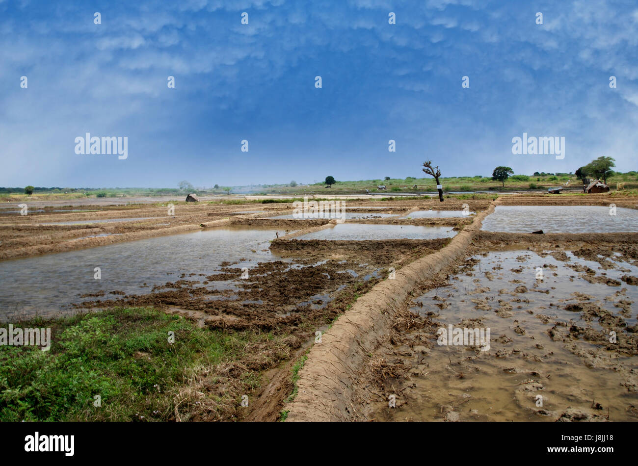 plantation, rice, food, aliment, culture, asia, agriculture, farming ...