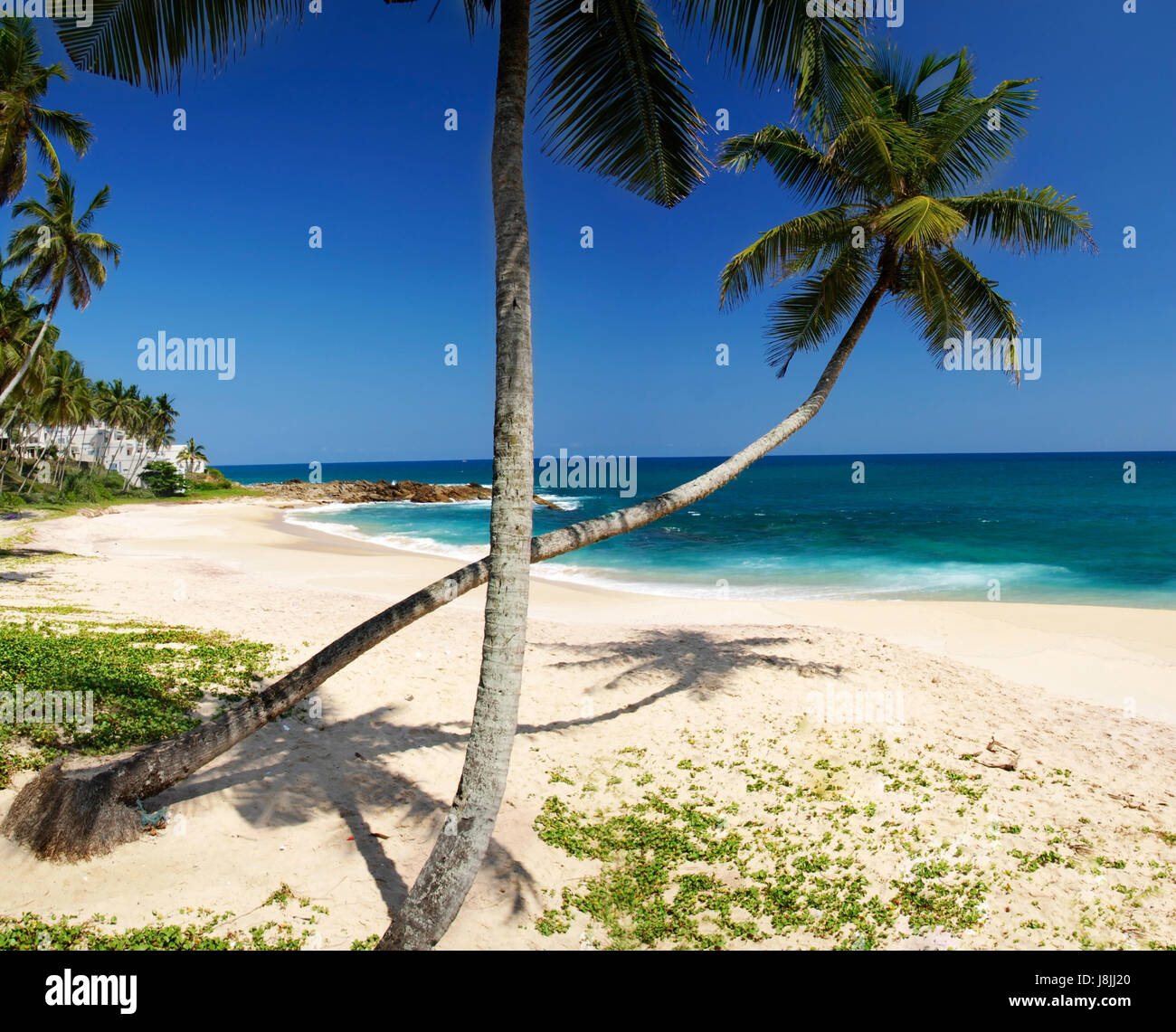 beach, seaside, the beach, seashore, palm, landscape, scenery ...