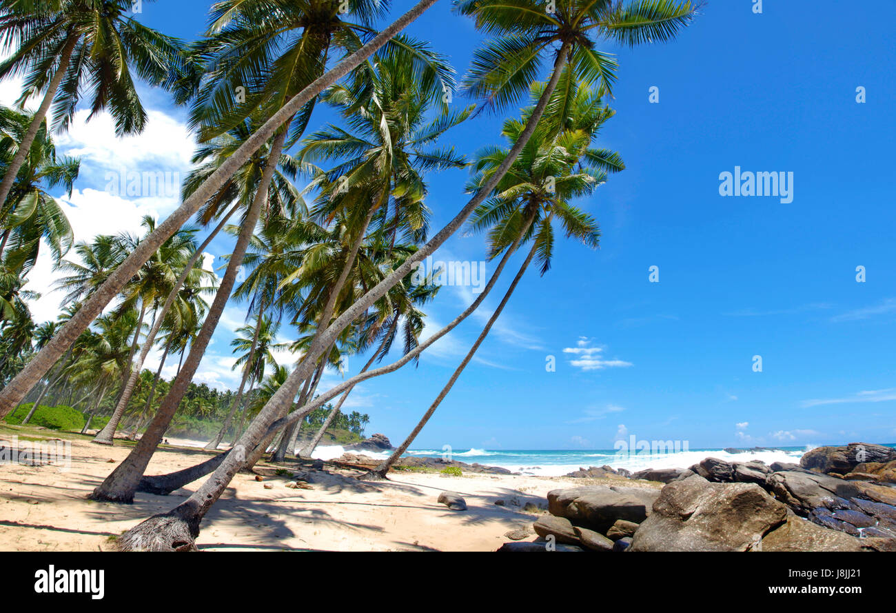 beach, seaside, the beach, seashore, palm, landscape, scenery ...