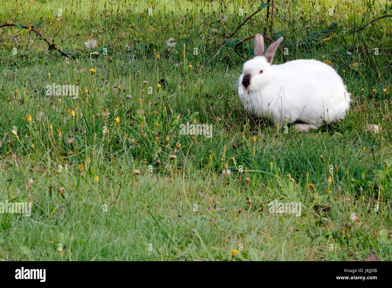 animal, wild, rabbit, hare, outdoor, bunny, bunnies, meadow, grass ...