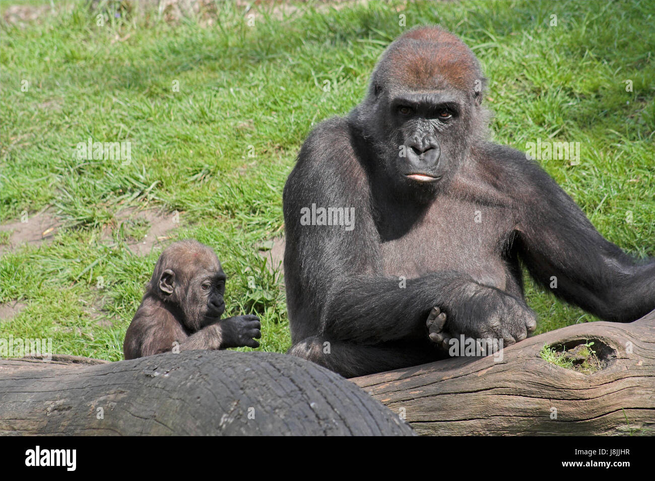 animal, africa, monkey, offspring, apes, cub, baby, gorilla, orange ...