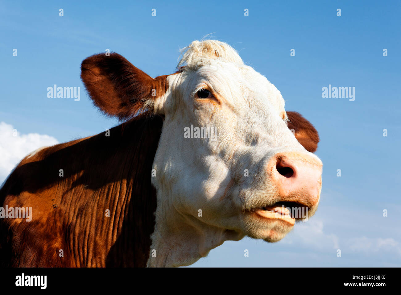 cow, head, agriculture, farming, france, milk, breeding, production ...
