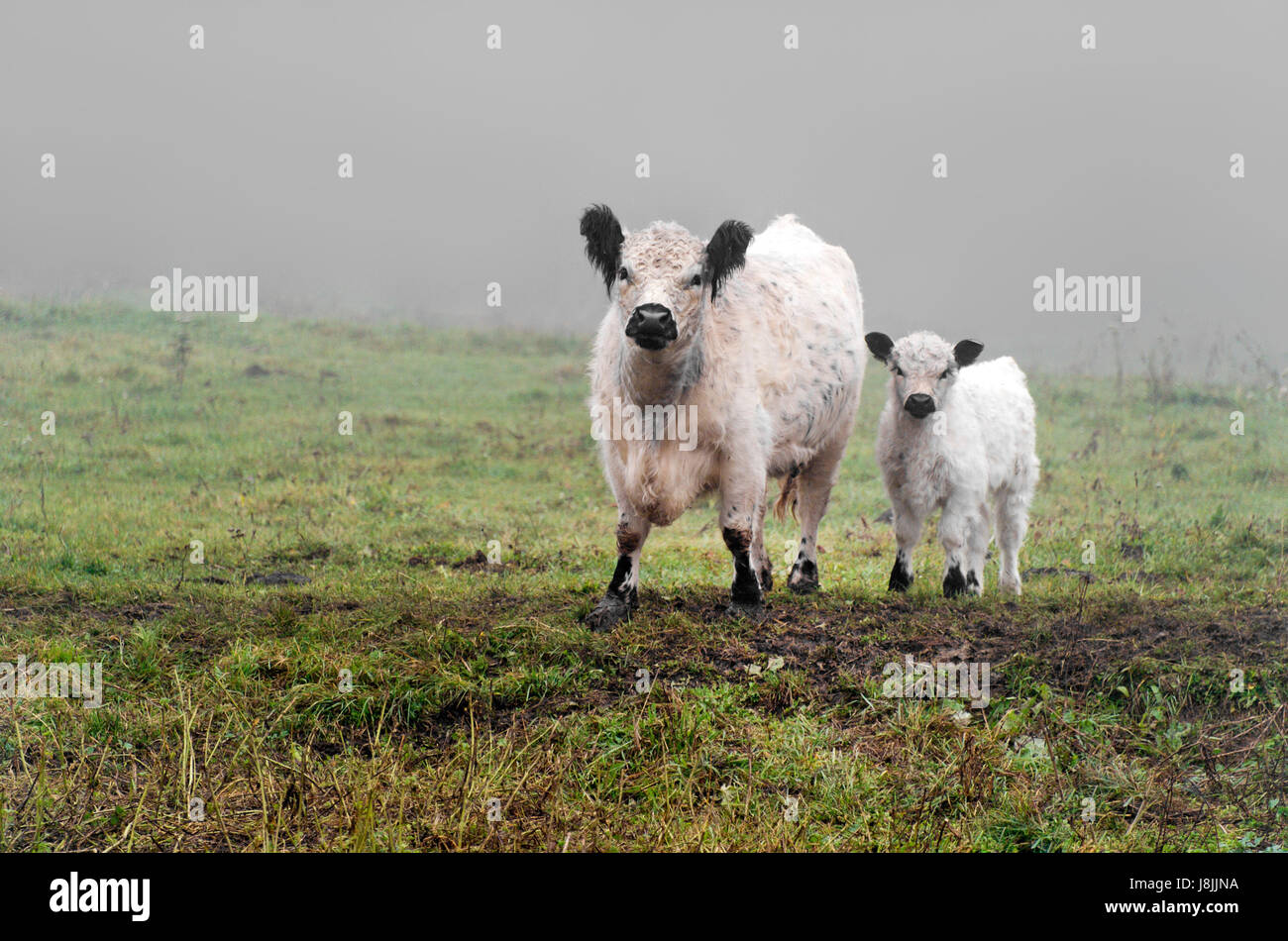Galloway cattle autumn hi-res stock photography and images - Alamy
