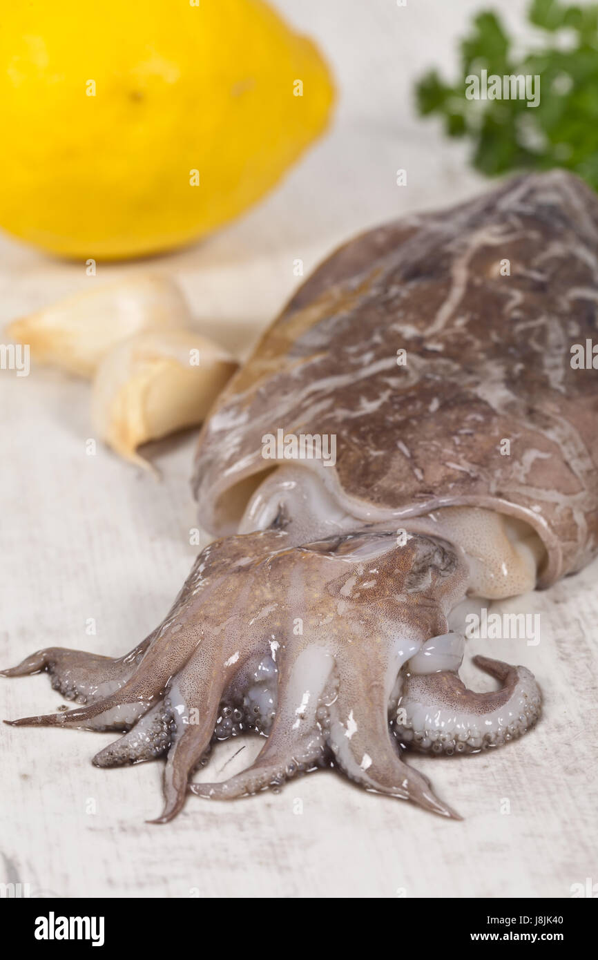 food, aliment, gastronomy, diet, octopus, squid, backdrop, background ...