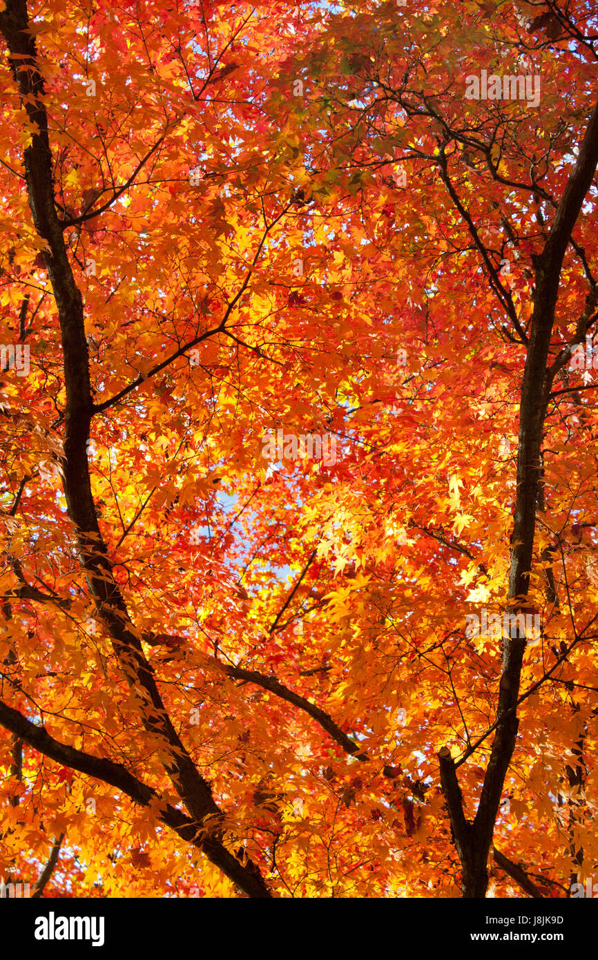 maple, fan, japanese, plant, tree, trees, decorative plant, autumn ...