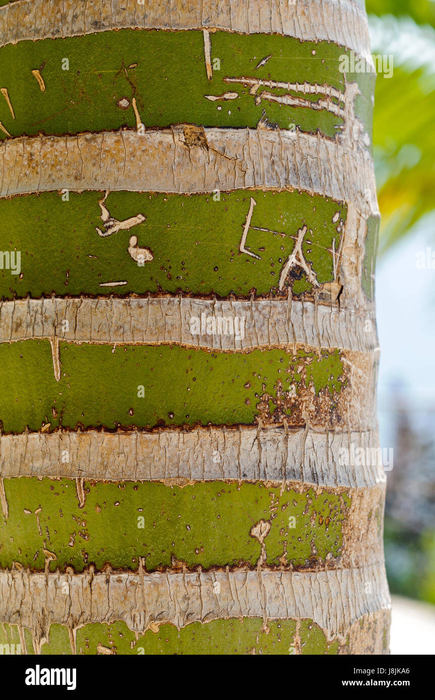 tree, trunk, beam, palm, bark, stripes, stripe, close, detail, closeup ...