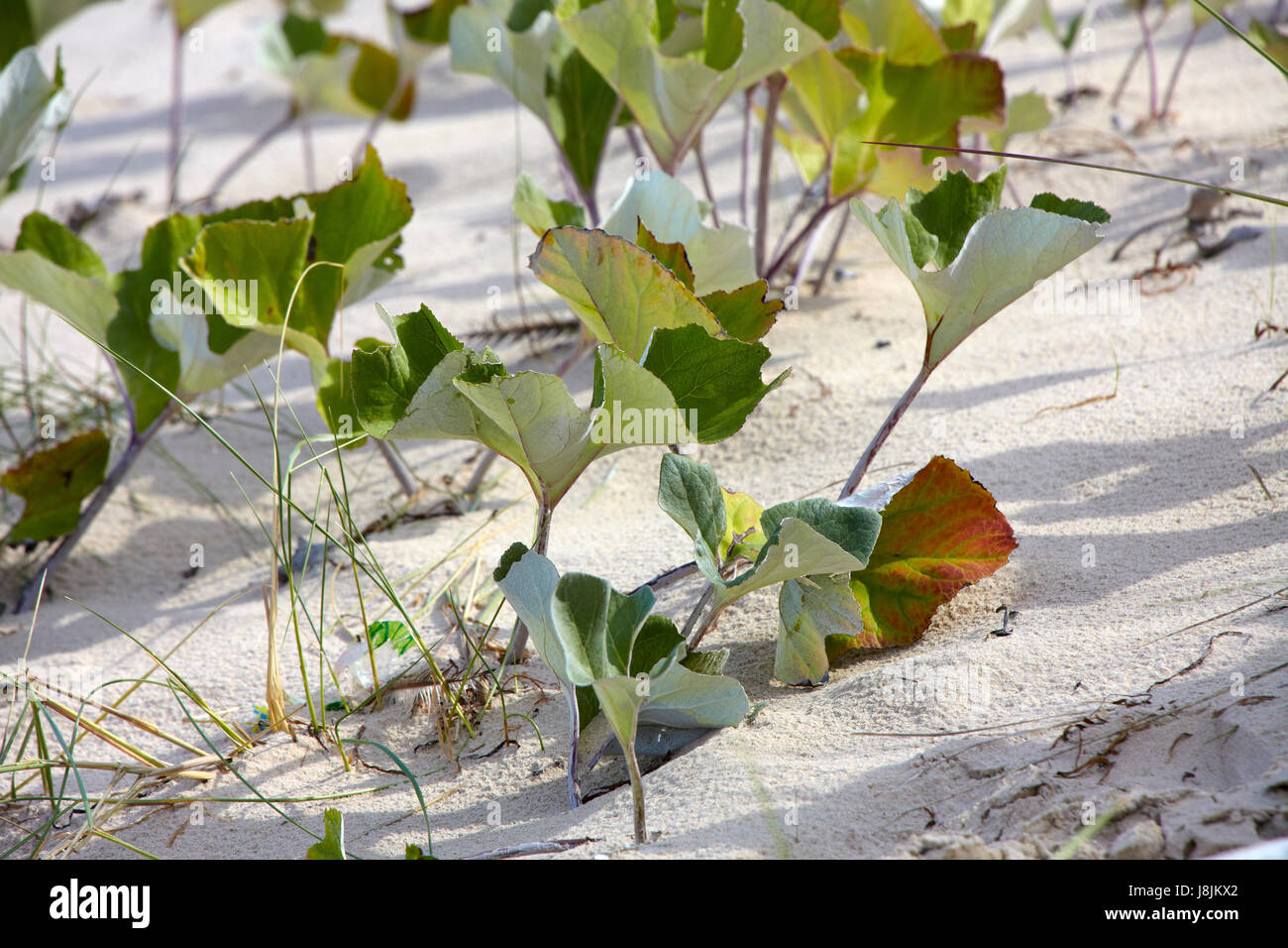 dune planting / dune planting Stock Photo - Alamy