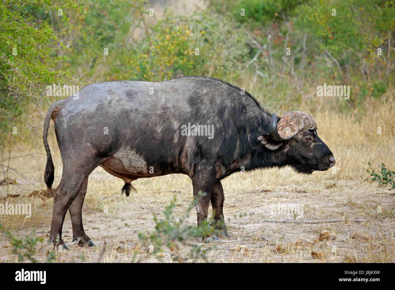 animal, mammal, africa, bull, wildlife, African, cape, buffalo, big ...