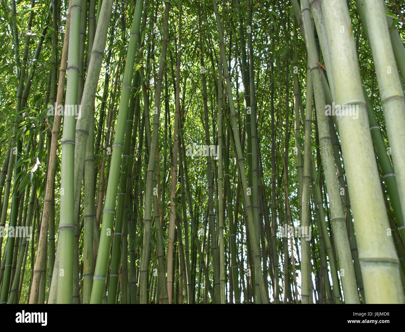 tree, garden, cane, bamboo, backdrop, background, forest, leaves ...