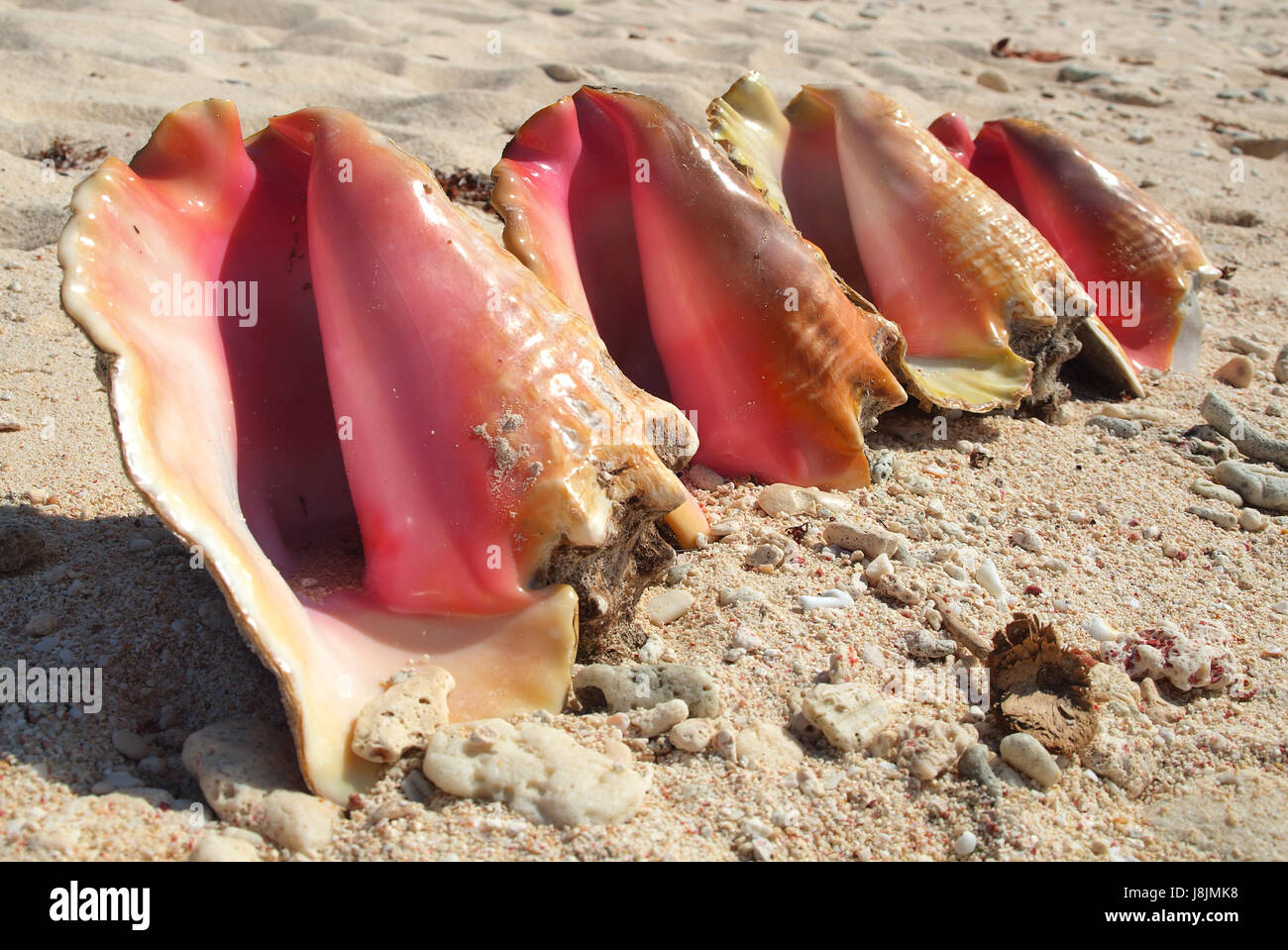 seashell, caribbean, conch, conch shell, conch shells, seashells, pink ...