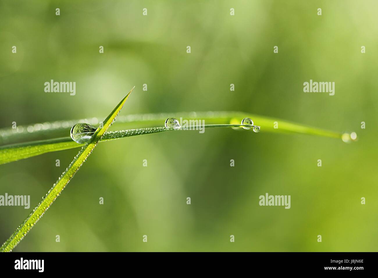 raindrop, grasses, blades, blades of grass, blade of grass, grass ...