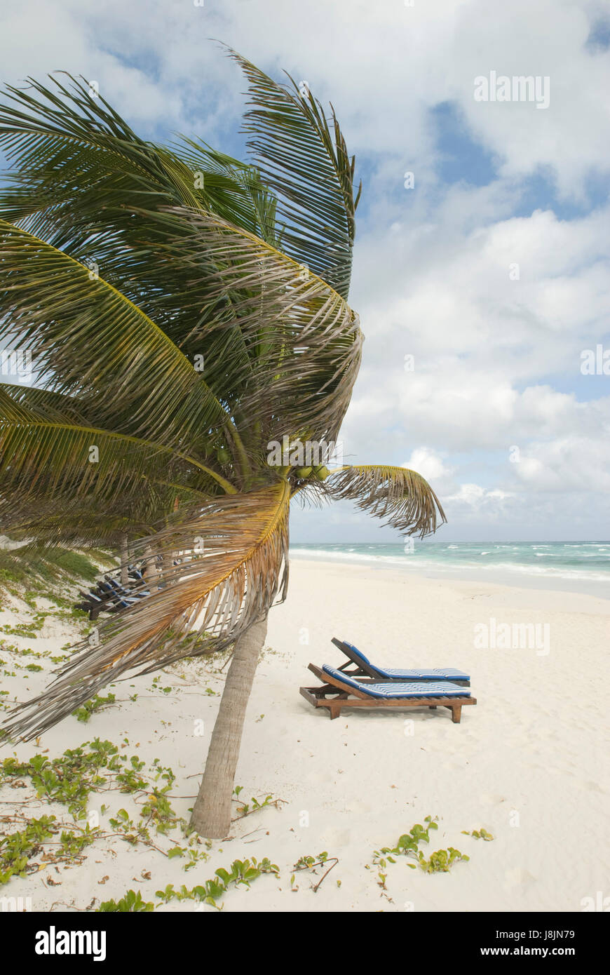 beach, seaside, the beach, seashore, palms, emblem, salt water, sea ...