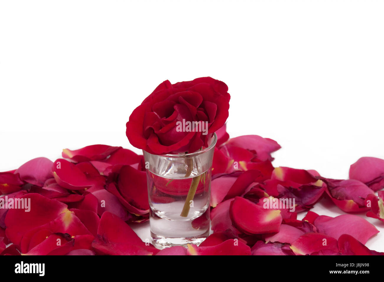 present, beautiful, beauteously, nice, object, isolated, flower, rose ...