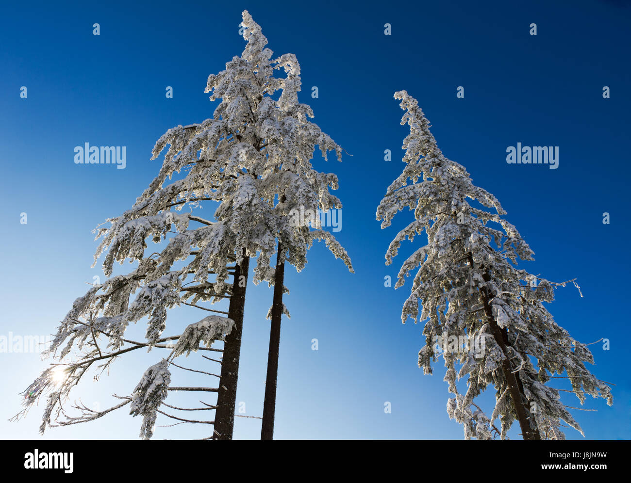 tree, trees, winter, germany, german federal republic, firs, conifer ...