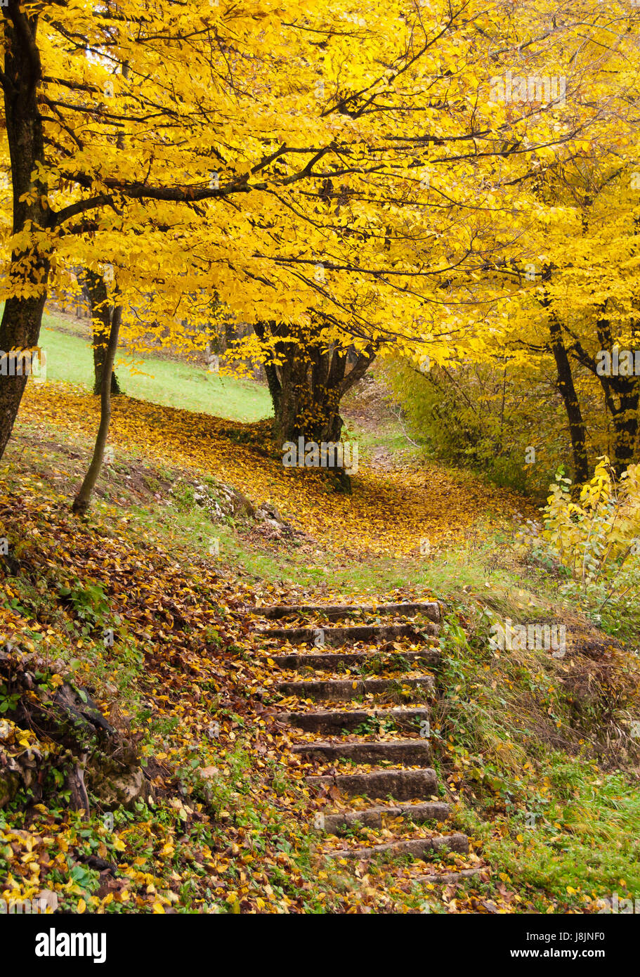 national park, croatia, fall, autumn, tree, trees, plant, national park ...