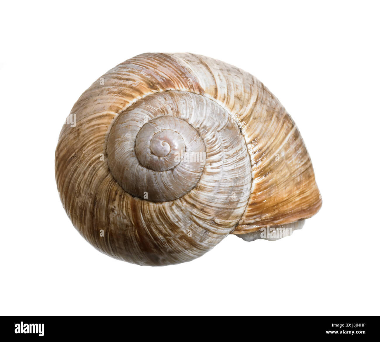 studio photography of a grapevine snail inside snail house in white ...