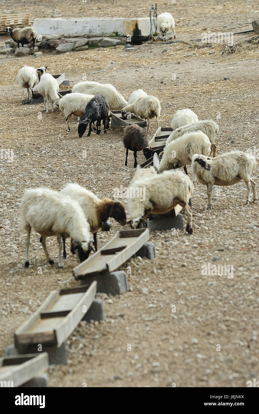 Greek sheep hi-res stock photography and images - Alamy