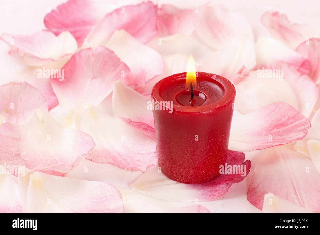 flower, plant, petals, spa, mineral spring, medicinal spring, wellness ...