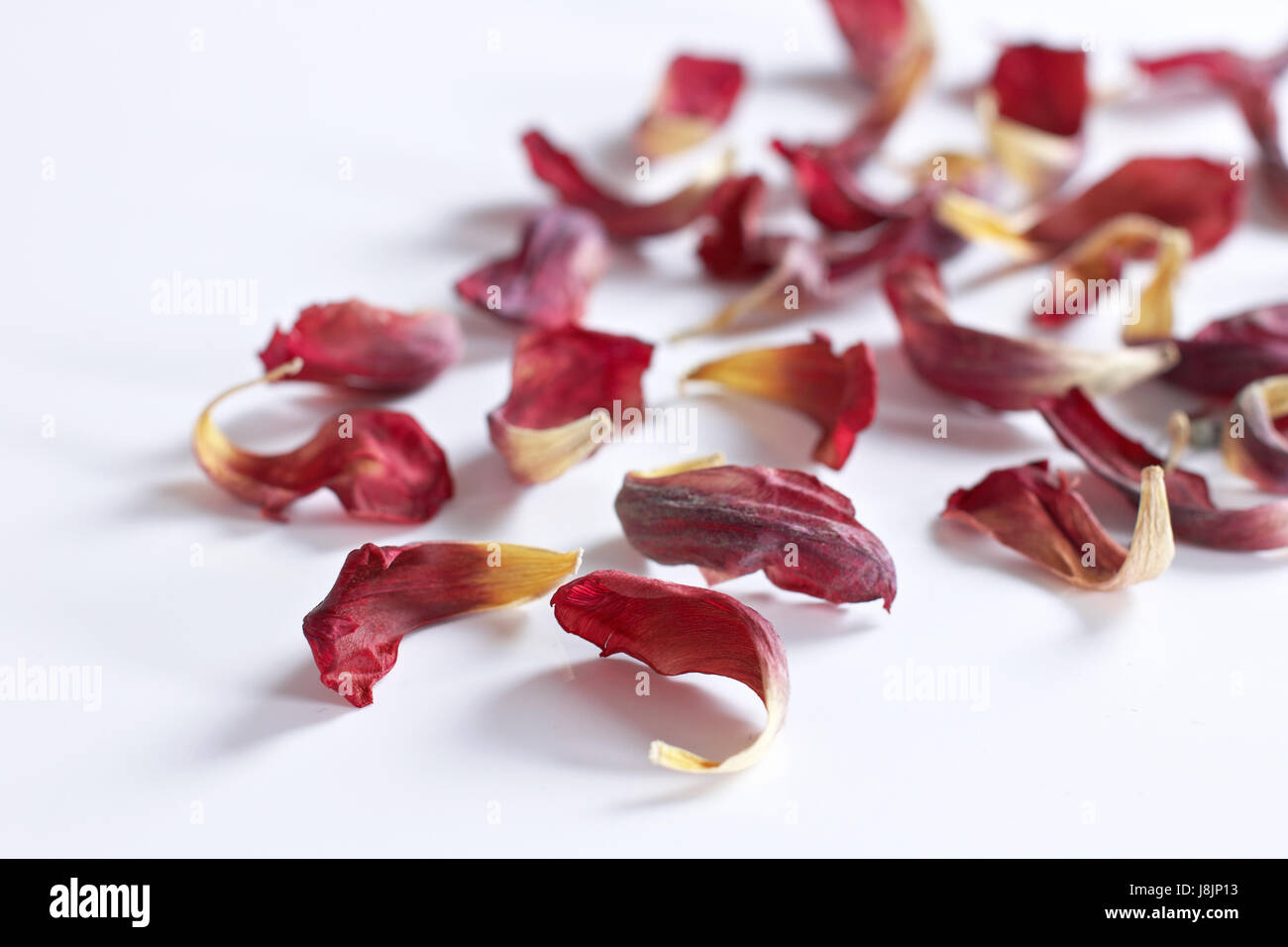 flower, plant, petals, romance, love, in love, fell in love, date ...