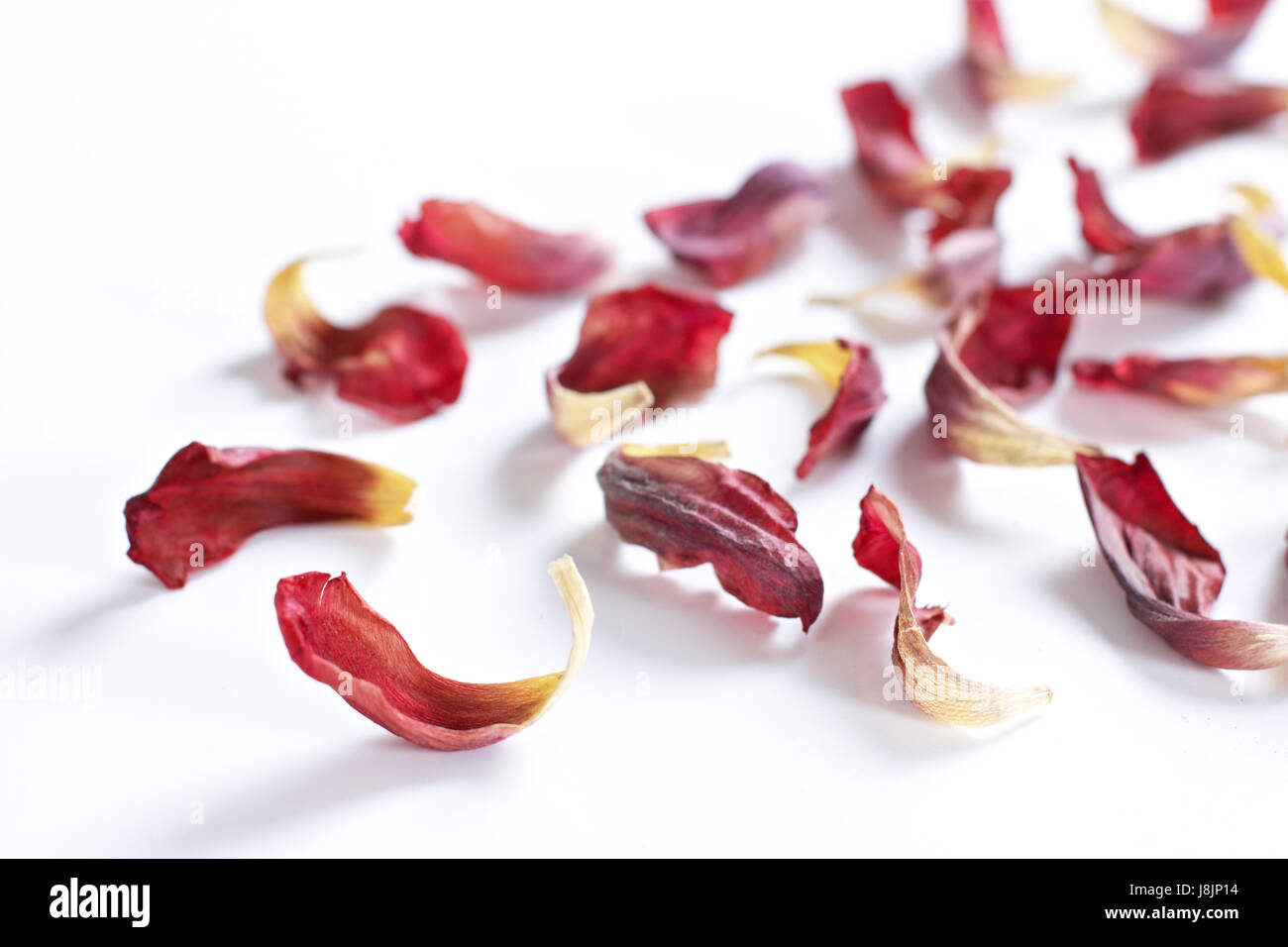 flower, plant, petals, romance, love, in love, fell in love, date ...