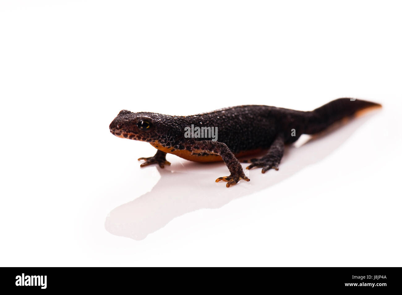 Grey spotted salamander hi-res stock photography and images - Alamy