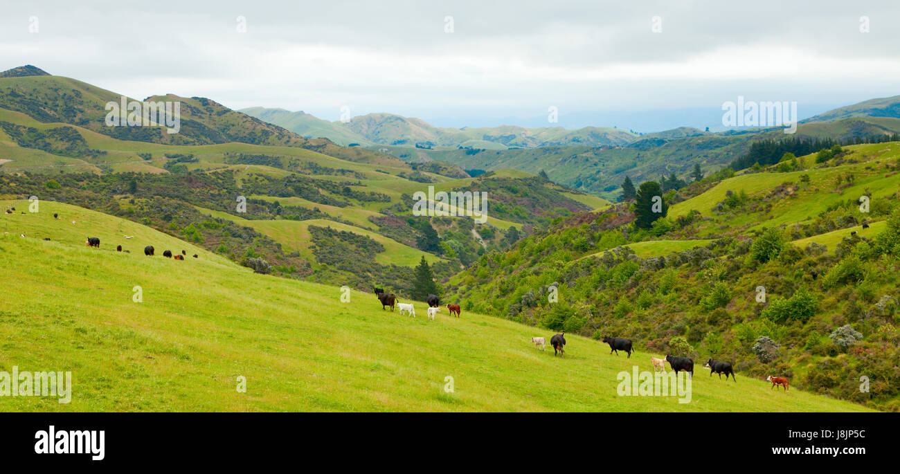 agriculture, farming, field, cows, cattle, country, pasture, hills ...