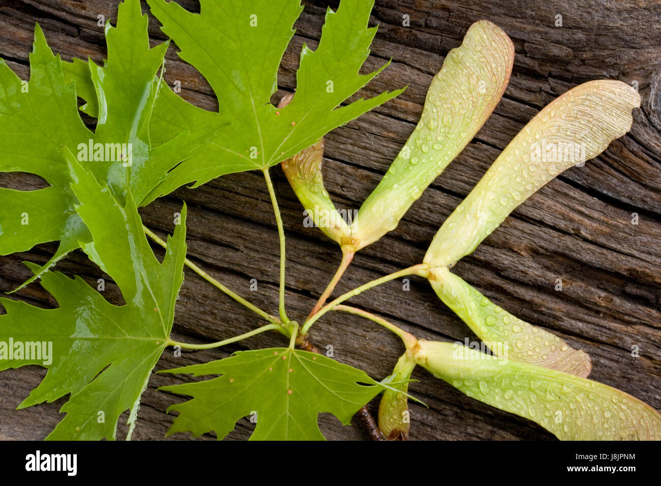 Hardwood Trees Leaves