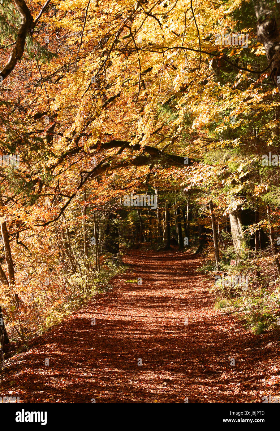 maple, beech forest, autumn foliage, beech, beech tree, blue, colour ...